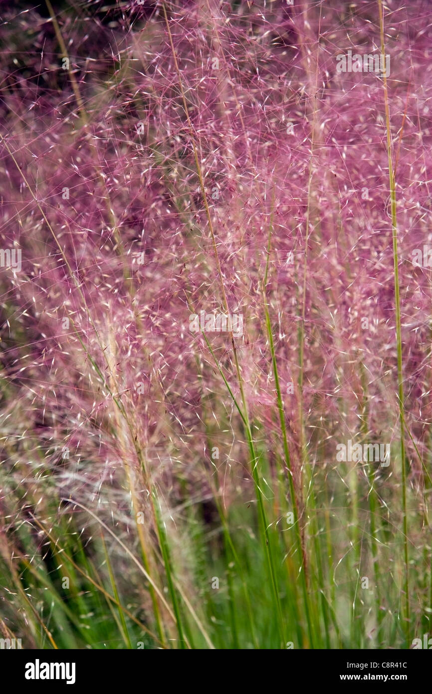 Wispy grasses hi-res stock photography and images - Alamy