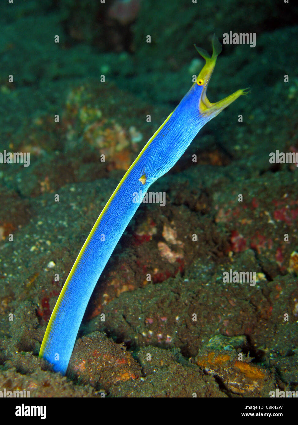 Blue Ribbon Eel - Rhinomuraena quaesita Stock Photo - Alamy