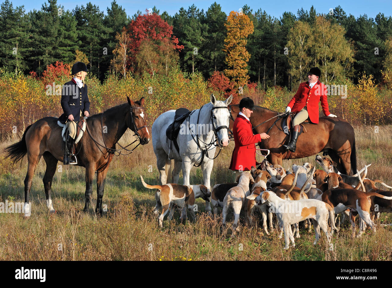 Pack fox hounds on hunt hi-res stock photography and images - Alamy