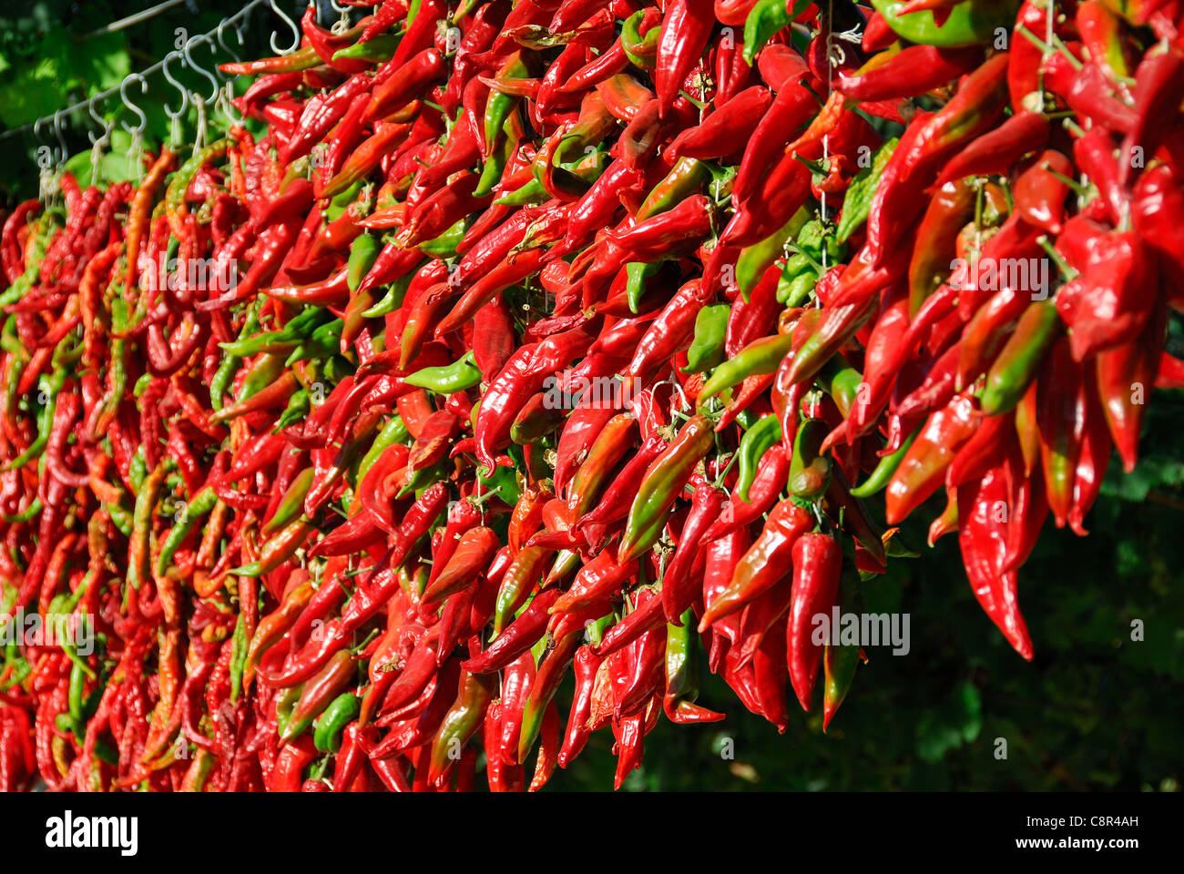 Red hot chilli peppers drying in the sun Stock Photo - Alamy