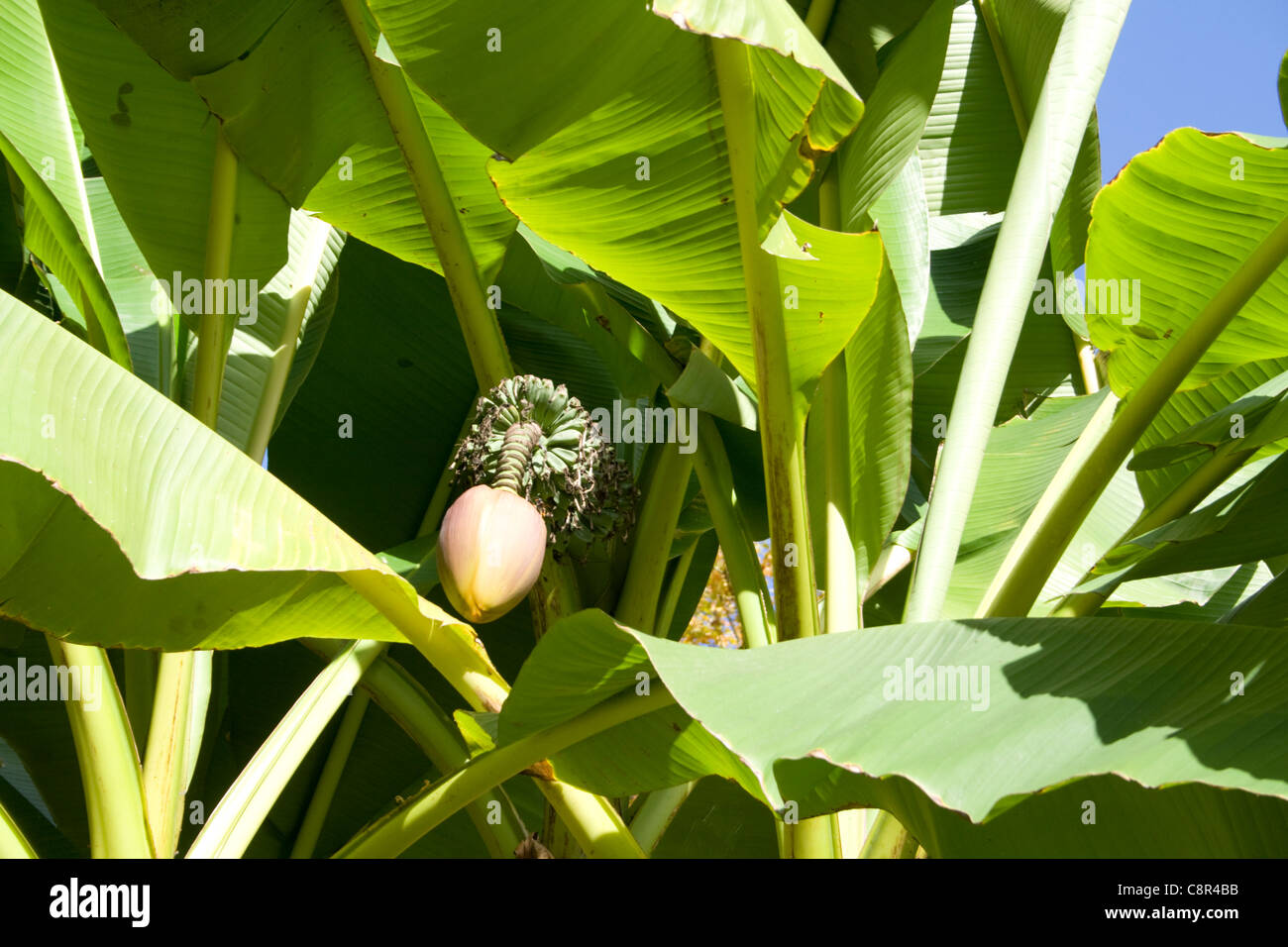 the flower and fruit growing on the banana palm tree Stock Photo - Alamy