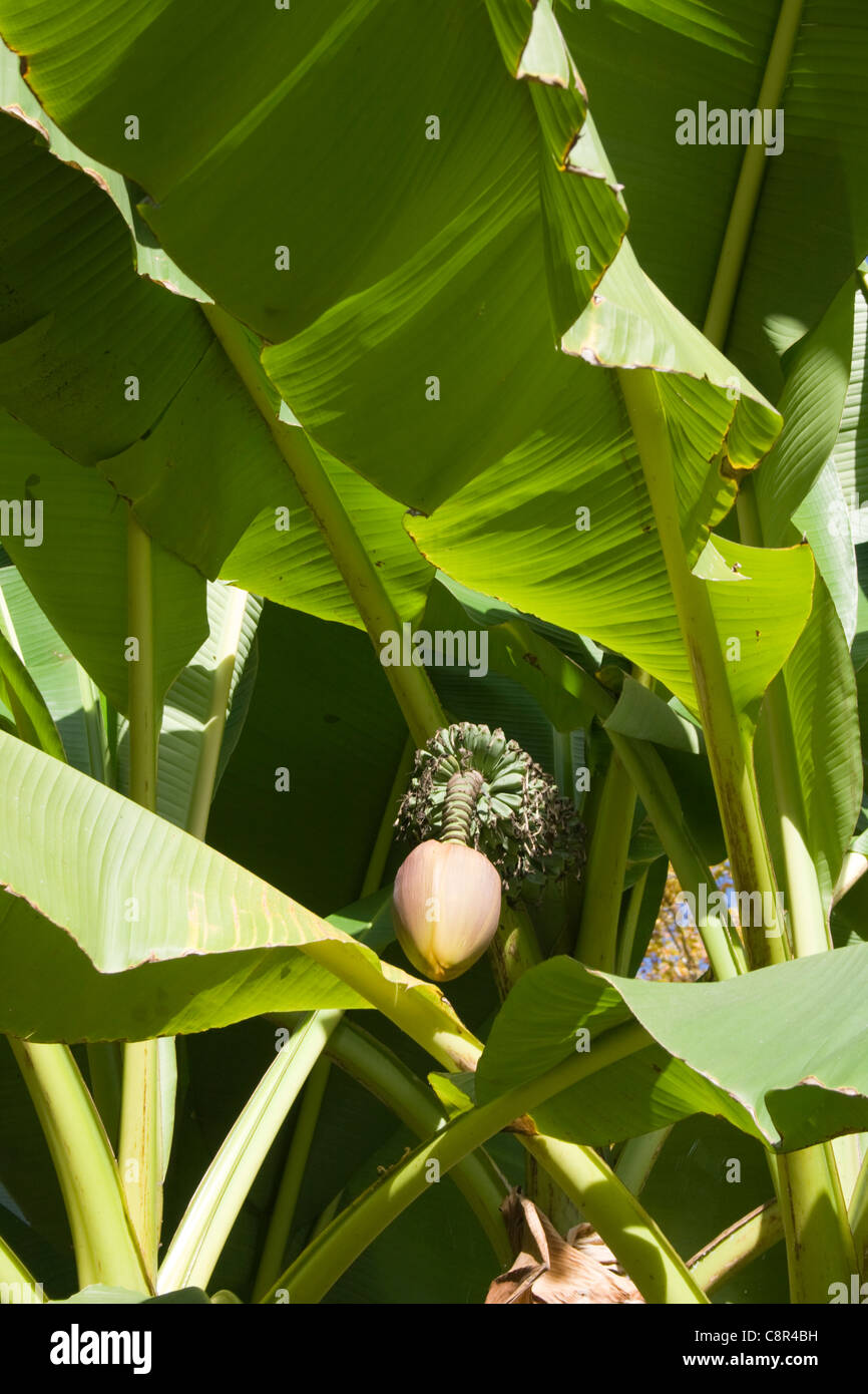Palm tree fruit hi-res stock photography and images - Alamy