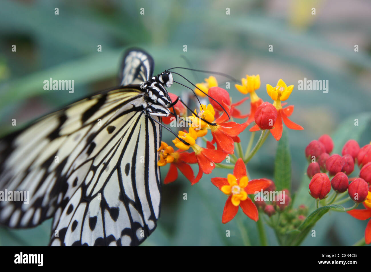 SONY DSC, Polinating Tree Nymph Butterfly Stock Photo - Alamy