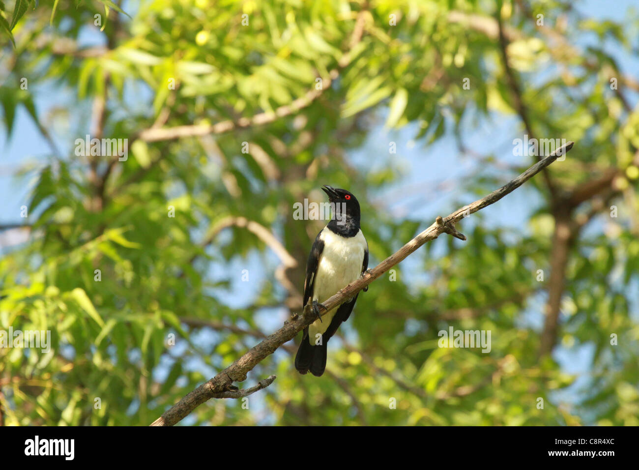 Kenyan starling hi-res stock photography and images - Alamy