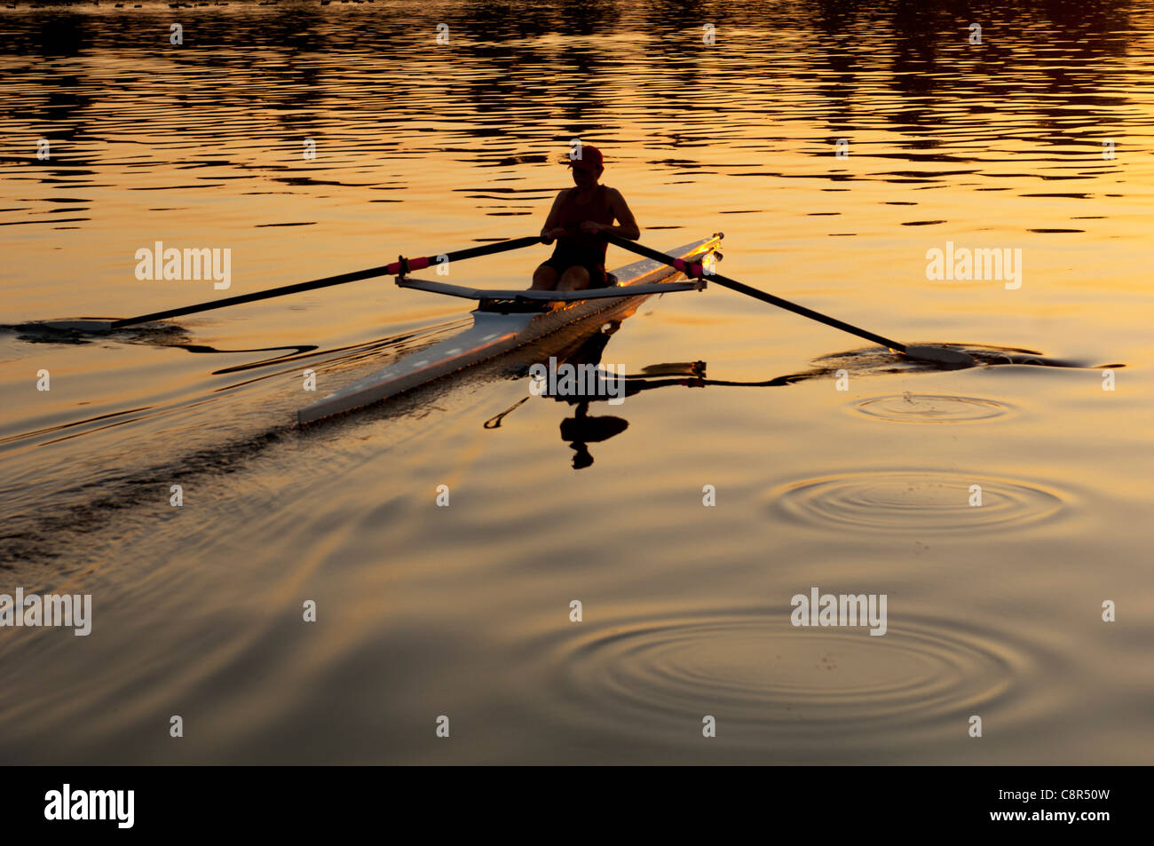 Person rowing sculling boat on river Stock Photo - Alamy