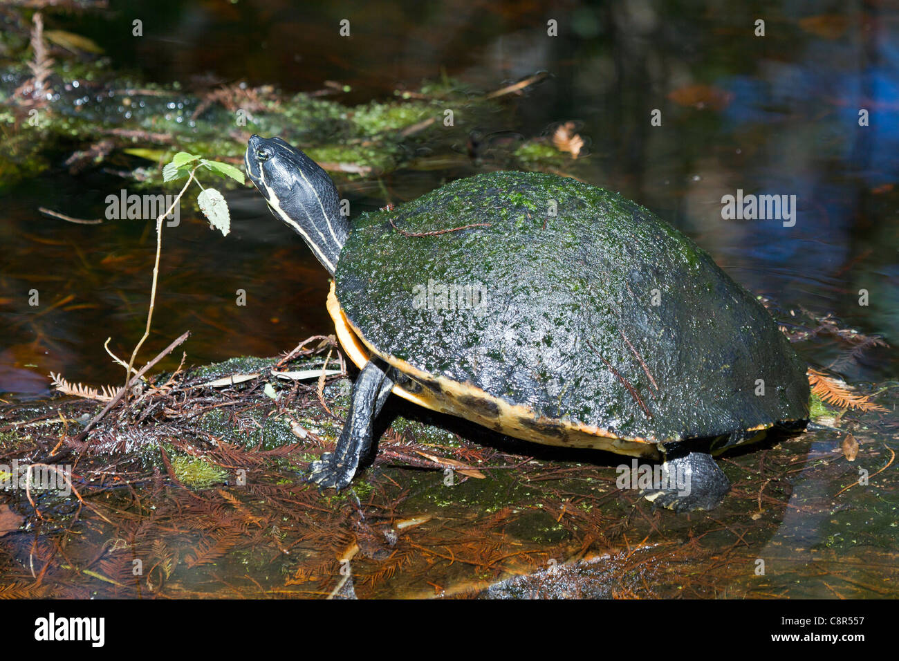 Turtle of the everglades hi-res stock photography and images - Alamy