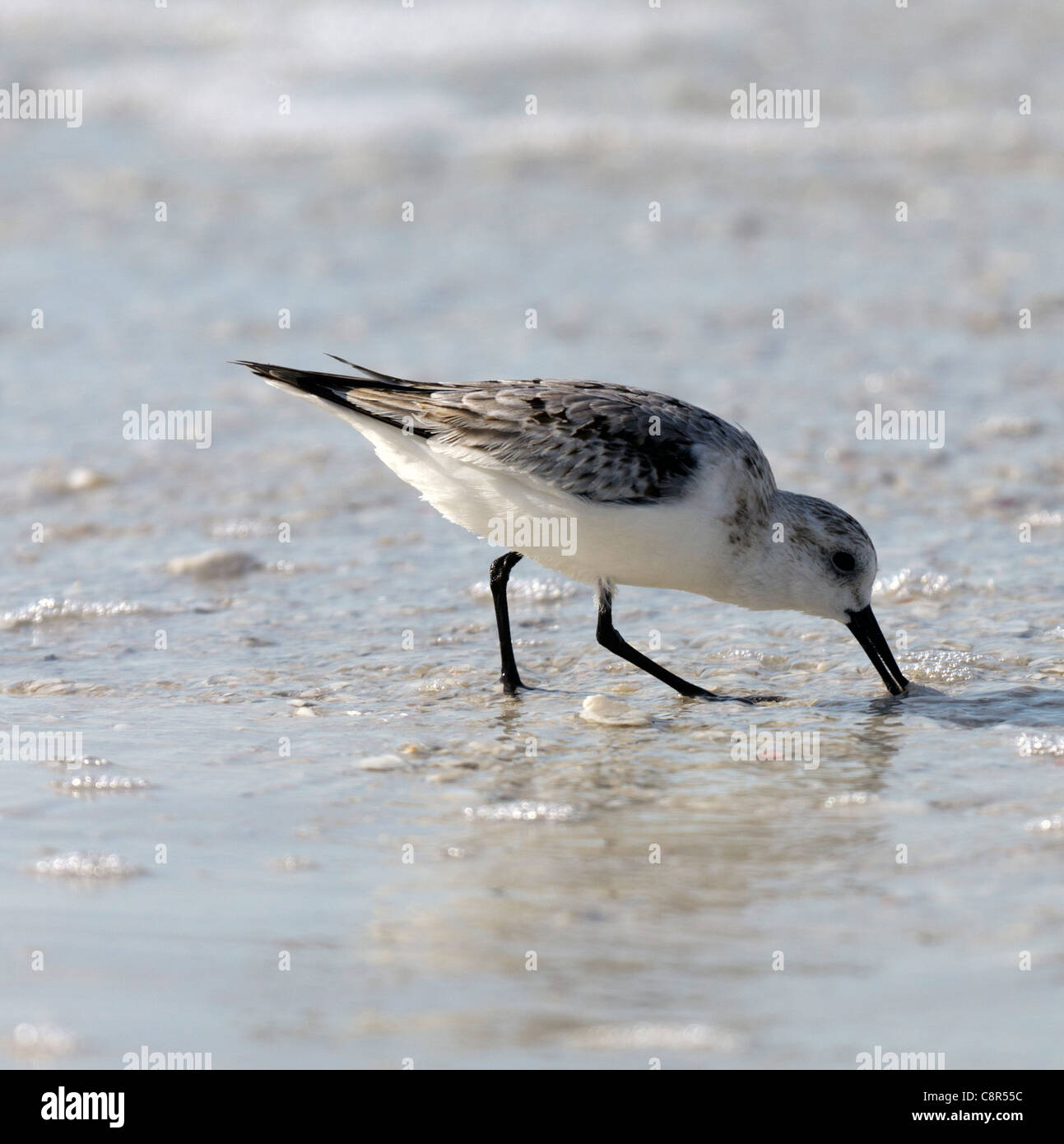 Sanderling bird hi-res stock photography and images - Alamy
