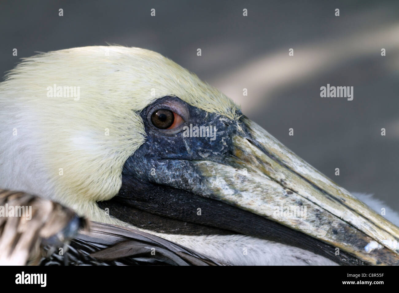 Pelican head hi-res stock photography and images - Alamy