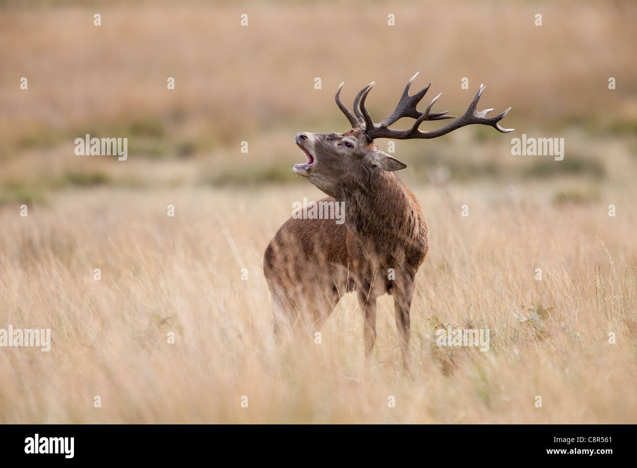 Two Stags Running High Resolution Stock Photography and Images - Alamy
