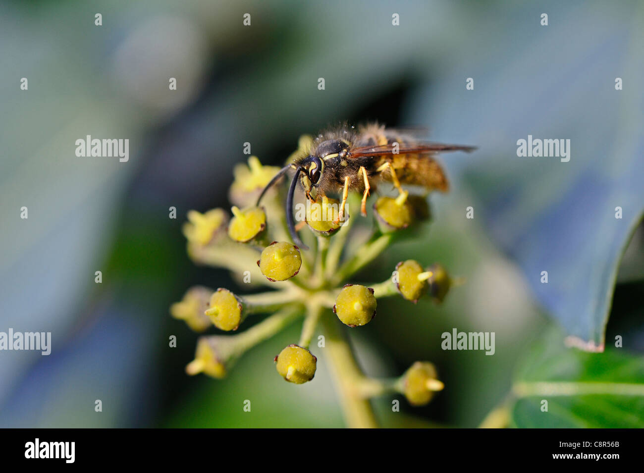 Close-up of a common wasp "Vespula vulgaris" feeding off the flower bud ...