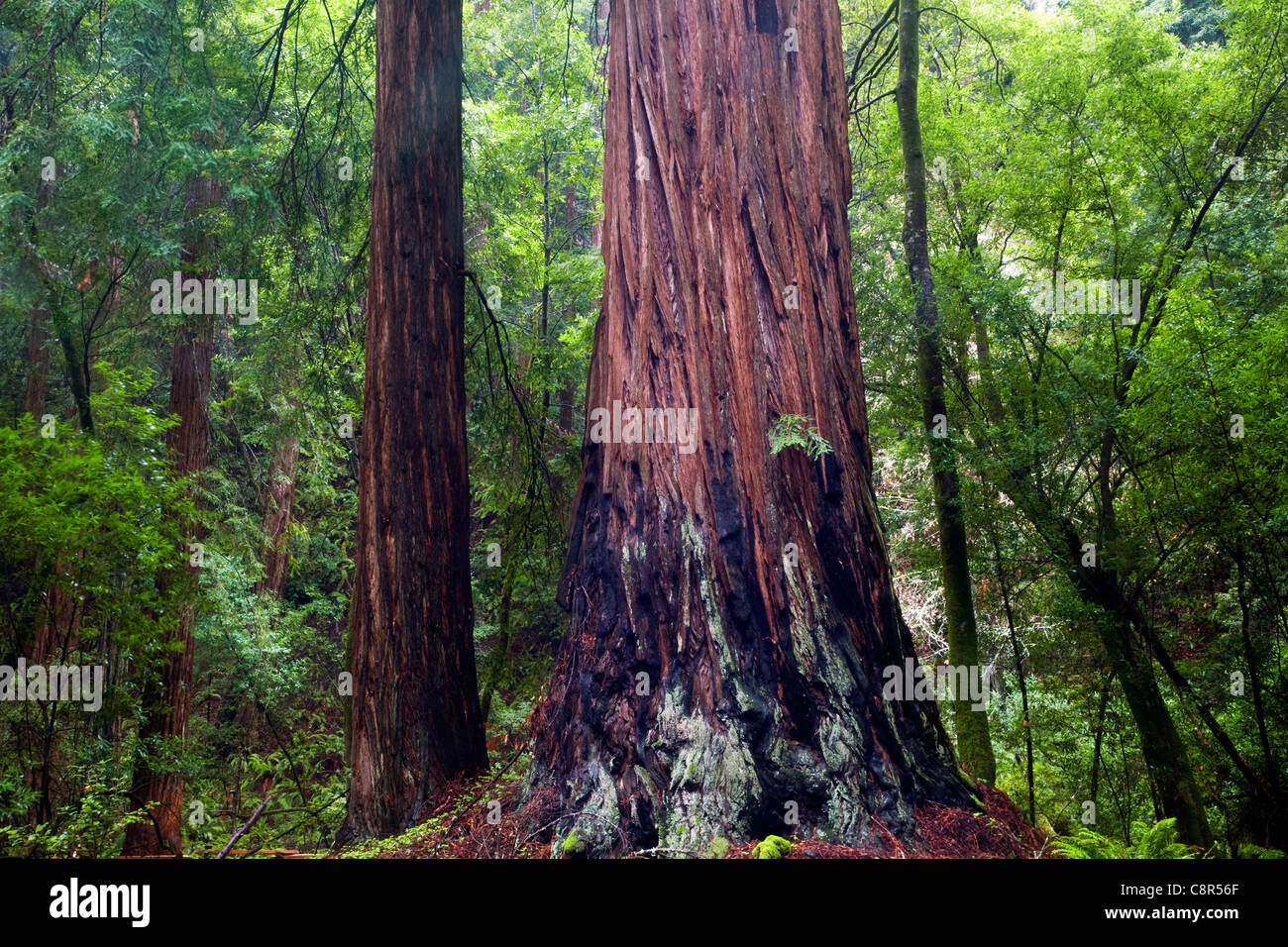 CA00987-00...CALIFORNIA - Towering redwood tree showing signs of having ...