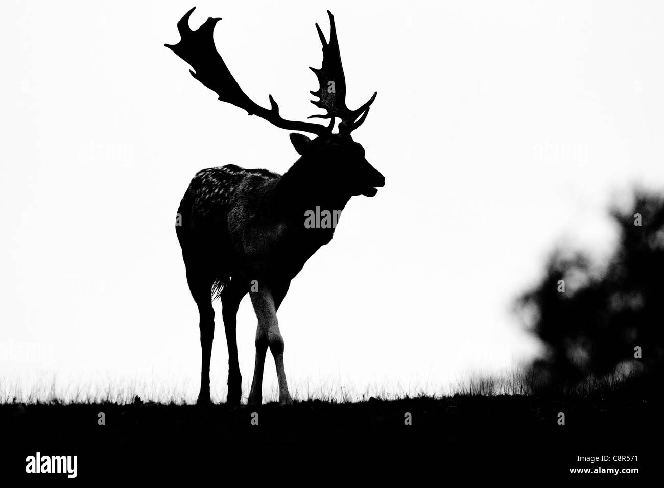 Male or buck Fallow deer Dama dama, silhouette, Kent, UK Stock Photo ...