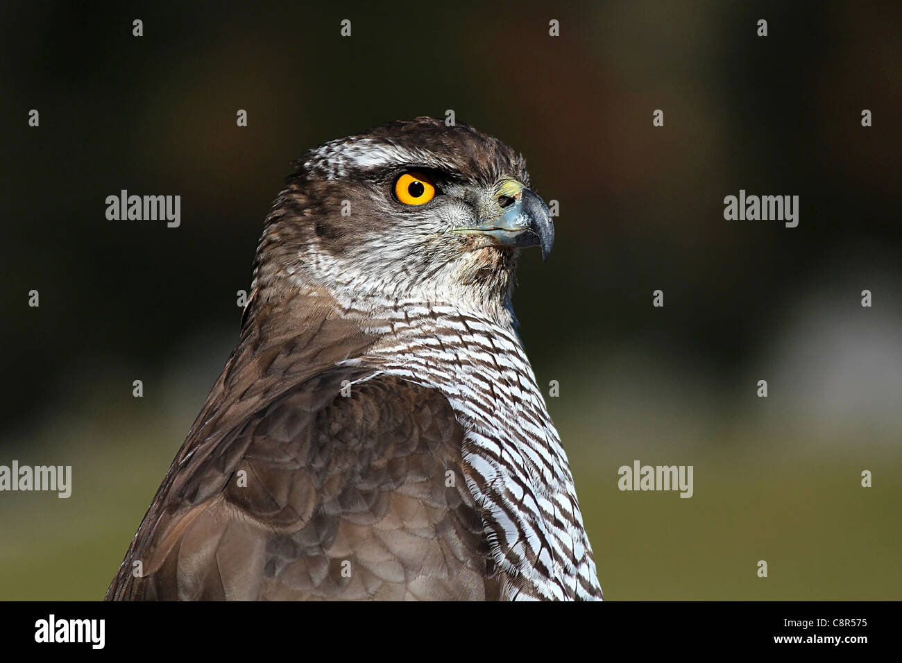 A hawk in the alps mountains isolated Stock Photo - Alamy