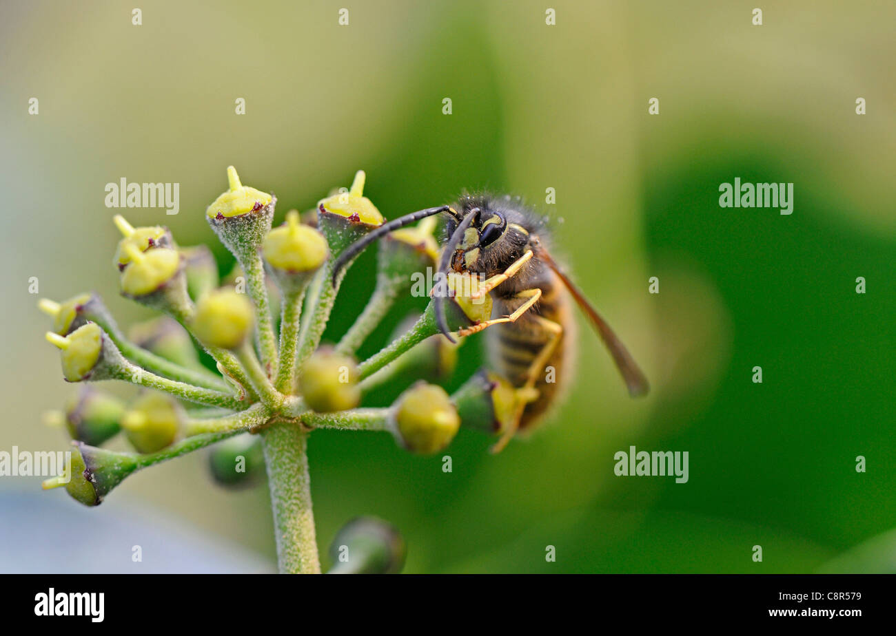 Common wasp vespula vulgaris hi-res stock photography and images - Alamy