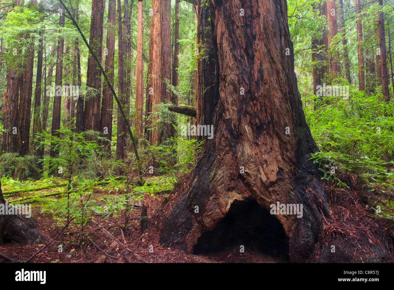 CA00994-00...CALIFORNIA - Towering redwood tree showing signs of having ...