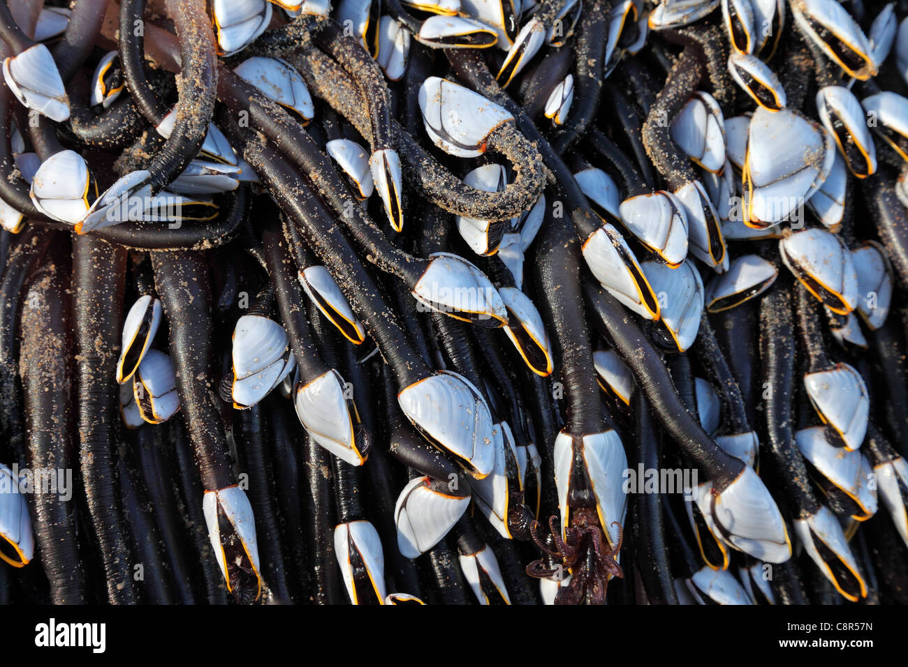 Goose barnacles hi-res stock photography and images - Alamy