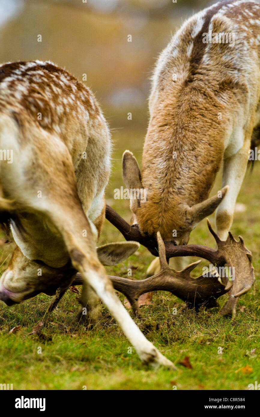 Antler clash hi-res stock photography and images - Alamy