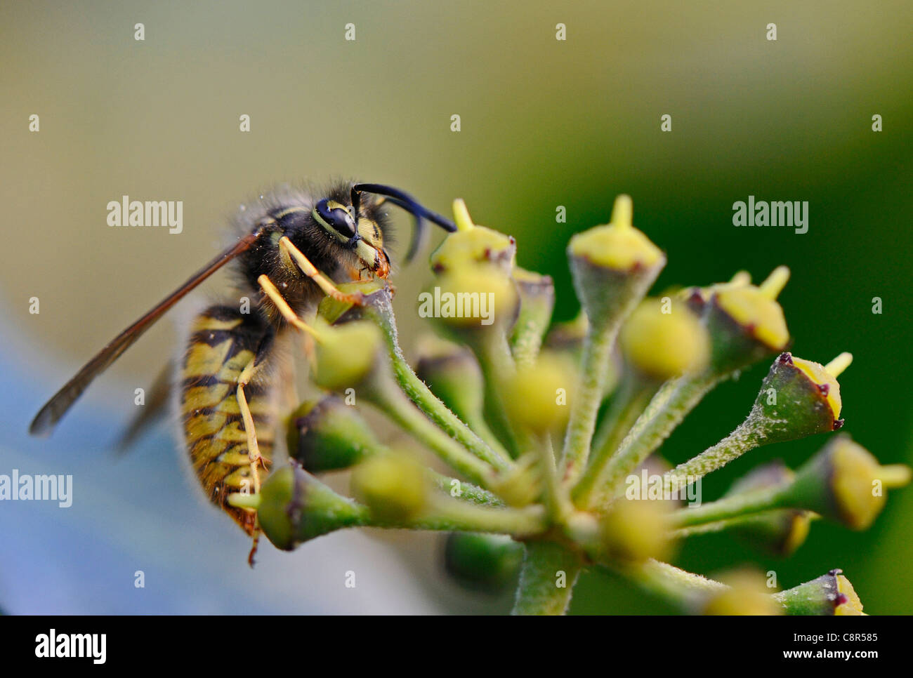 Close-up of a common wasp "Vespula vulgaris" feeding off the flower bud ...