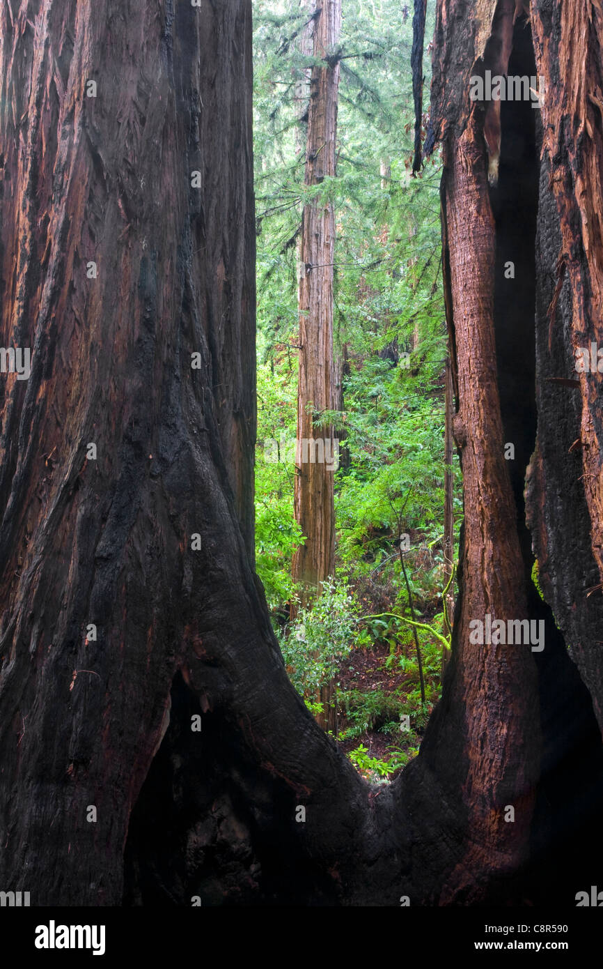 CA01008-00...CALIFORNIA - Towering redwood tree showing signs of having ...