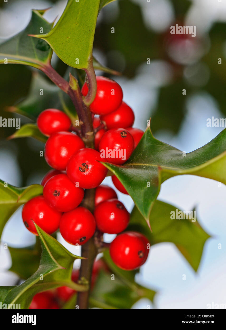 Female holly tree with berries hi-res stock photography and images - Alamy
