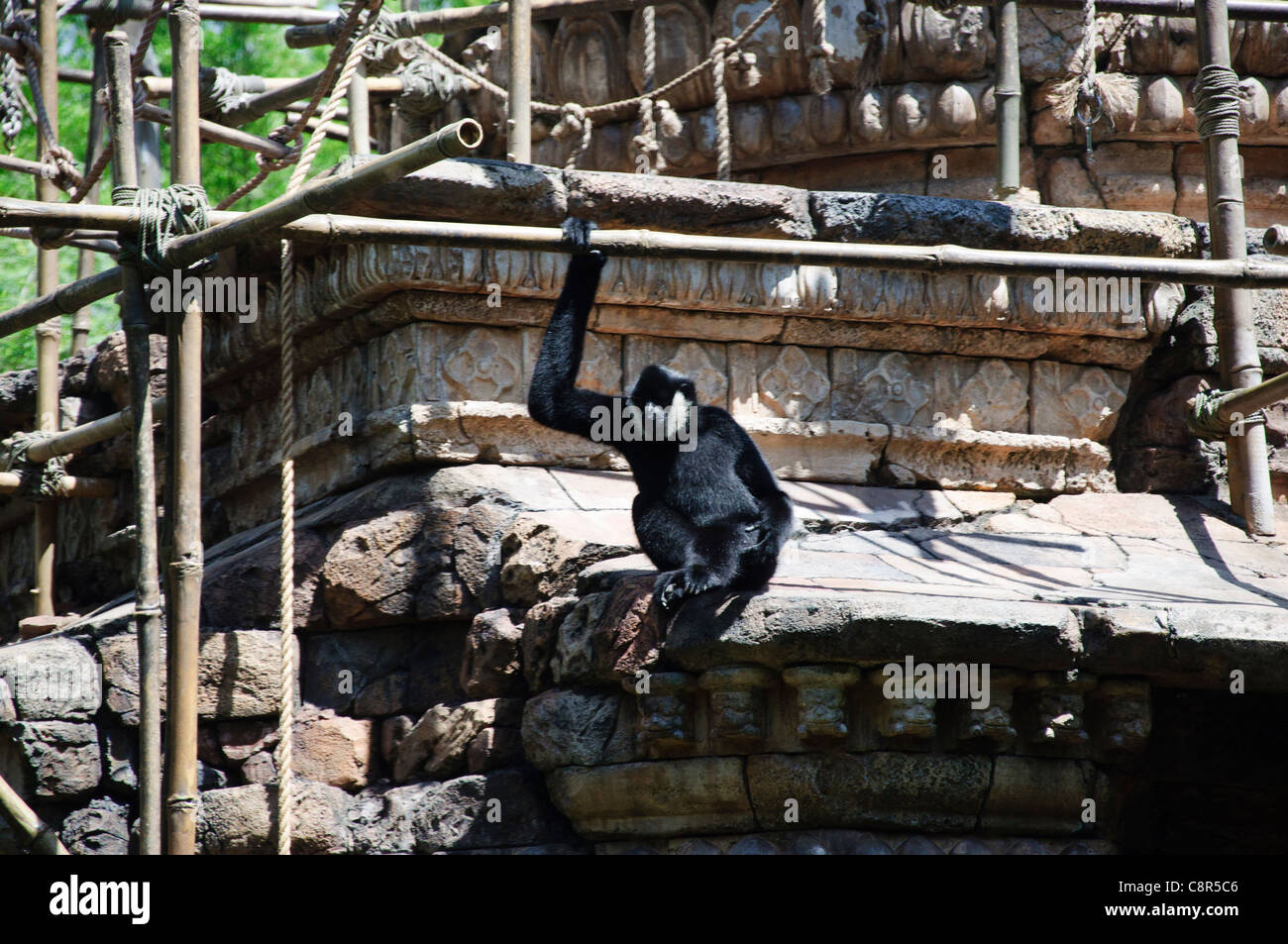 walt disney world resort animal kingdom Stock Photo - Alamy