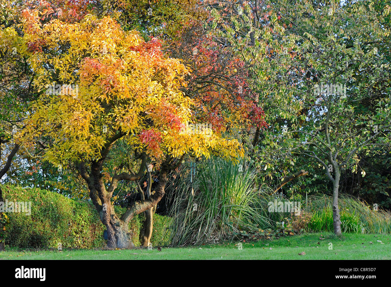 Leaves of the pear tree in their autumn colour Stock Photo - Alamy