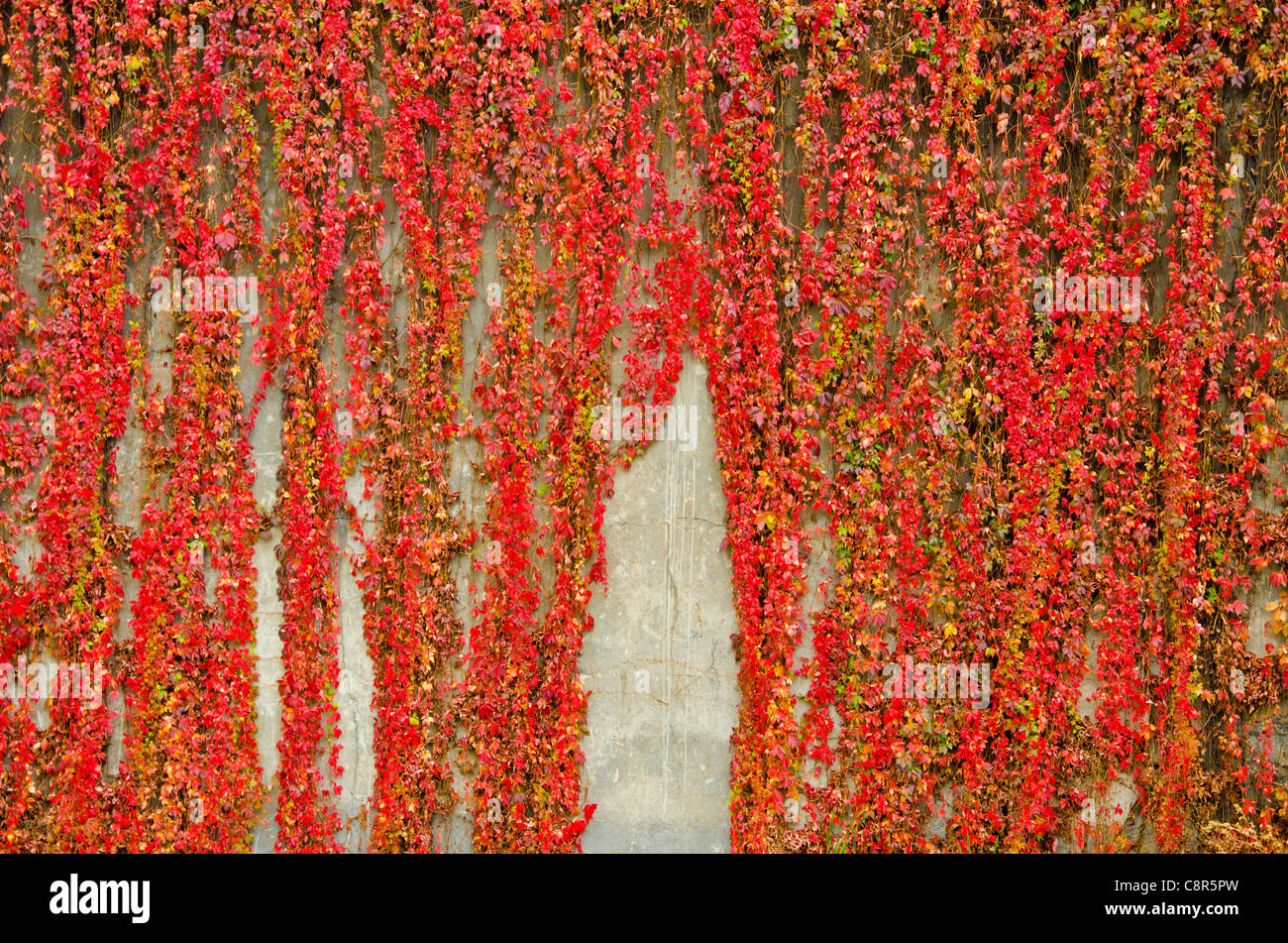 Colorful creepers covers wall made of concrete. Autumn colors Stock ...