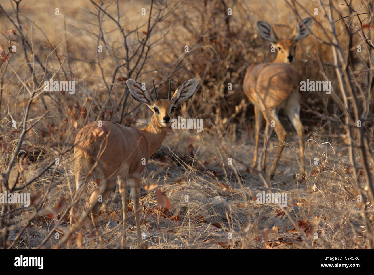 Two Steenbok (Raphicerus campestris) in the Etosha National Park ...