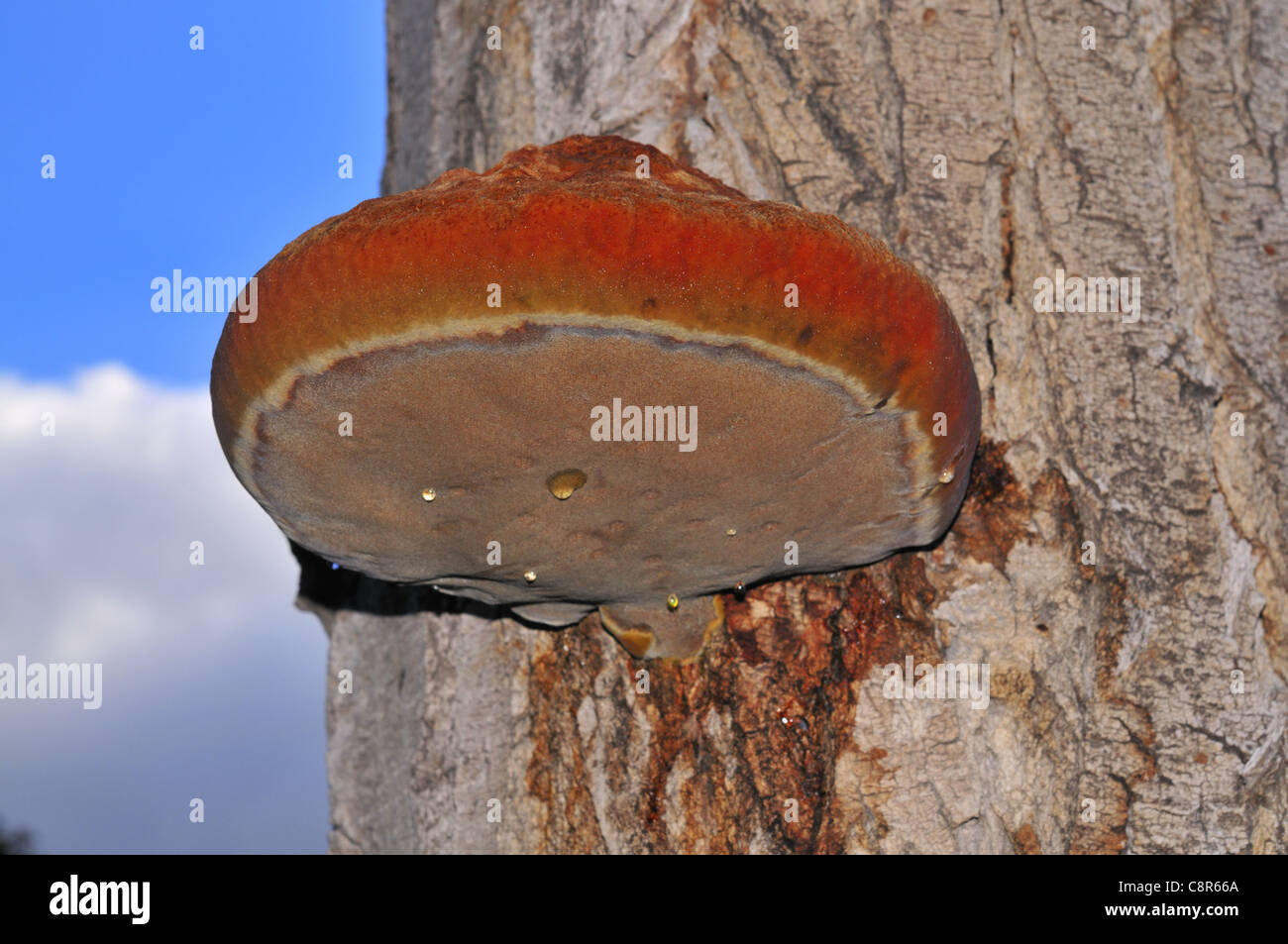 Inonotus hispidus hi-res stock photography and images - Alamy