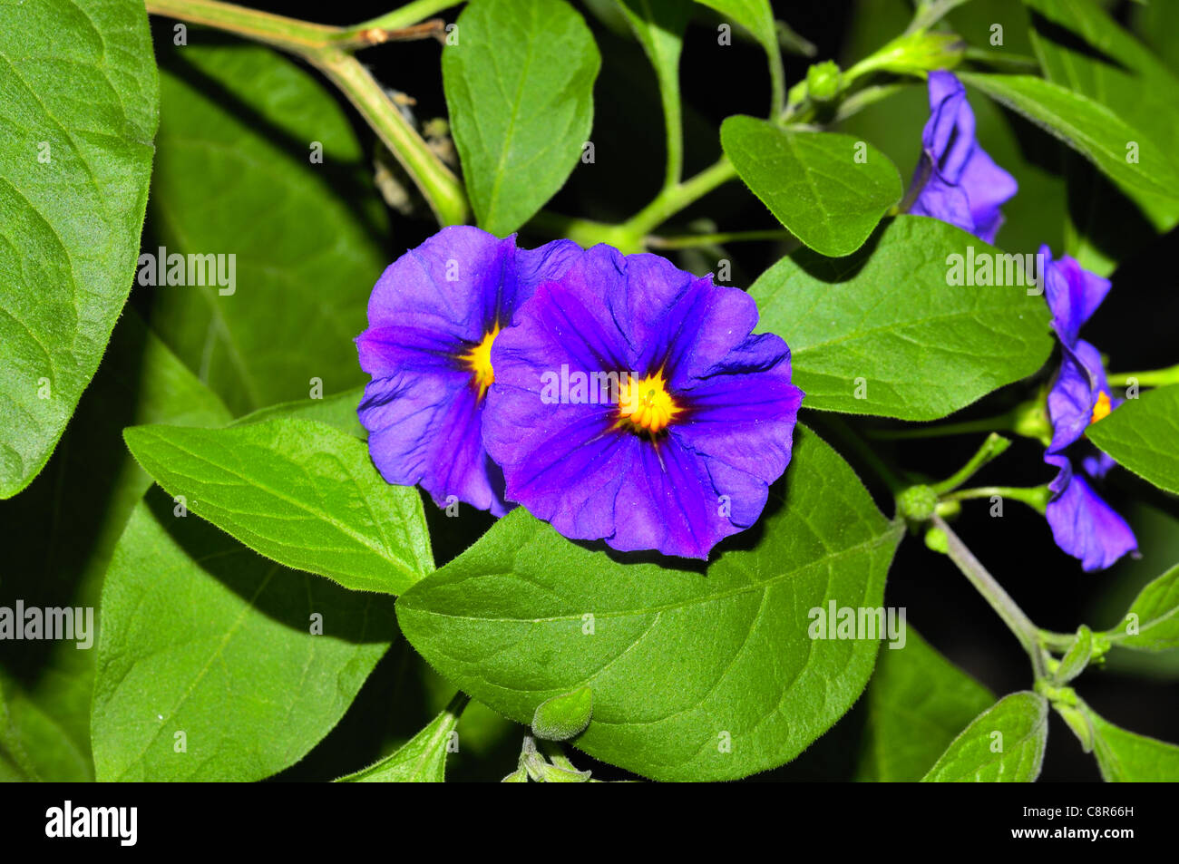 Solanum rantonnetii hi-res stock photography and images - Alamy