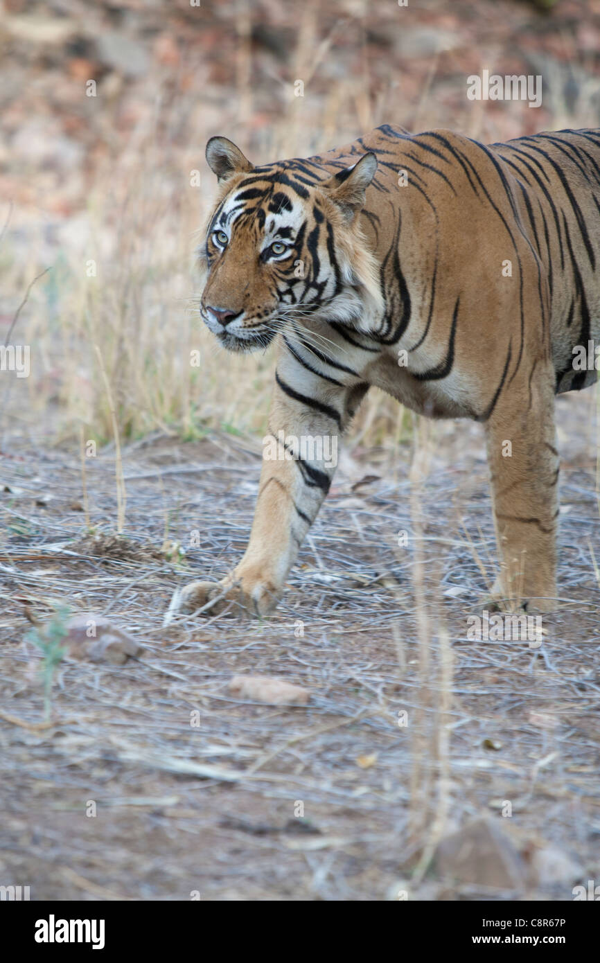 Male bengal tiger (T6) in the Ranthambhore National Park Stock Photo ...