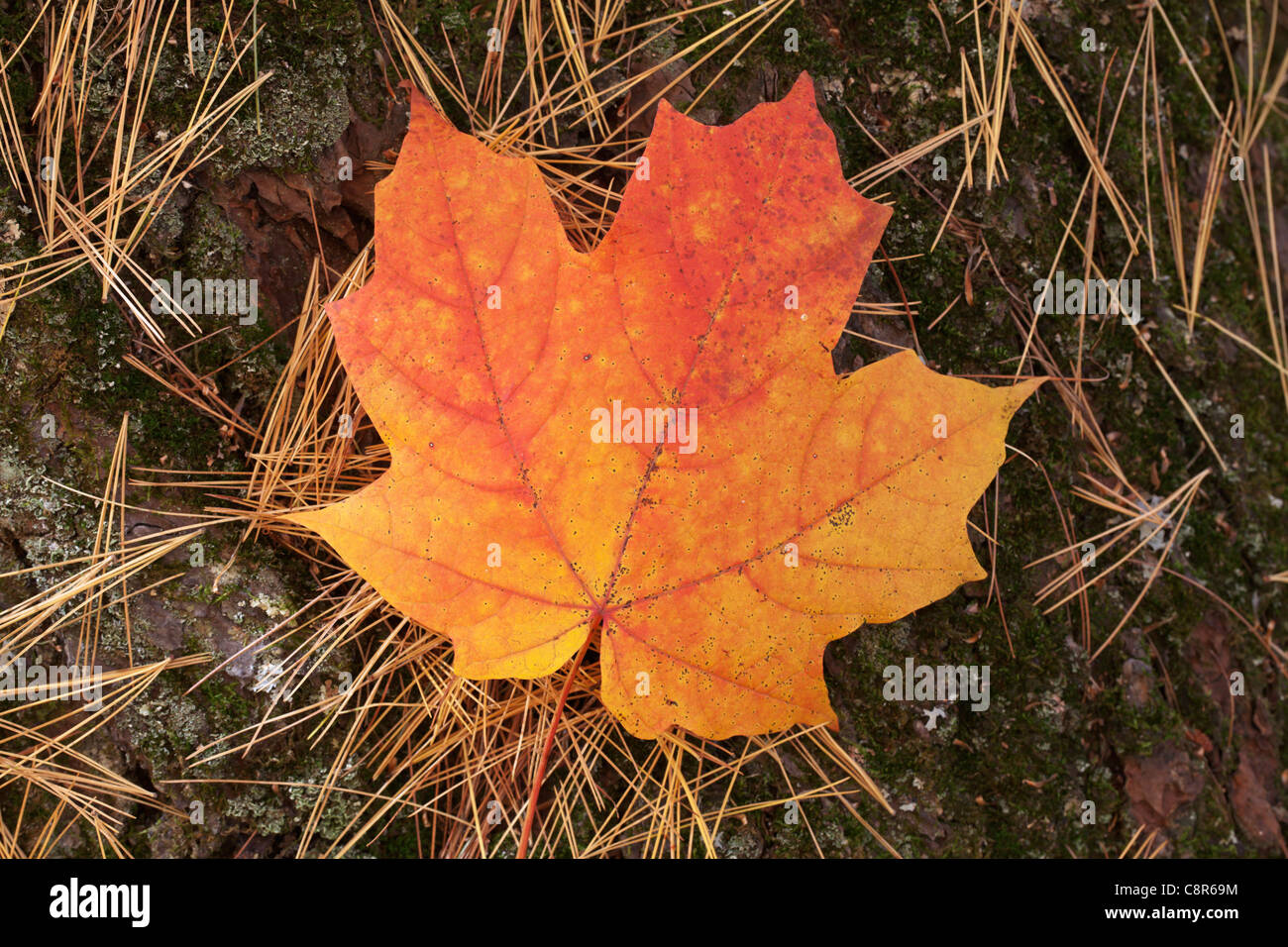 A fallen maple leaf amidst pine needles - Itasca State Park, Minnesota ...