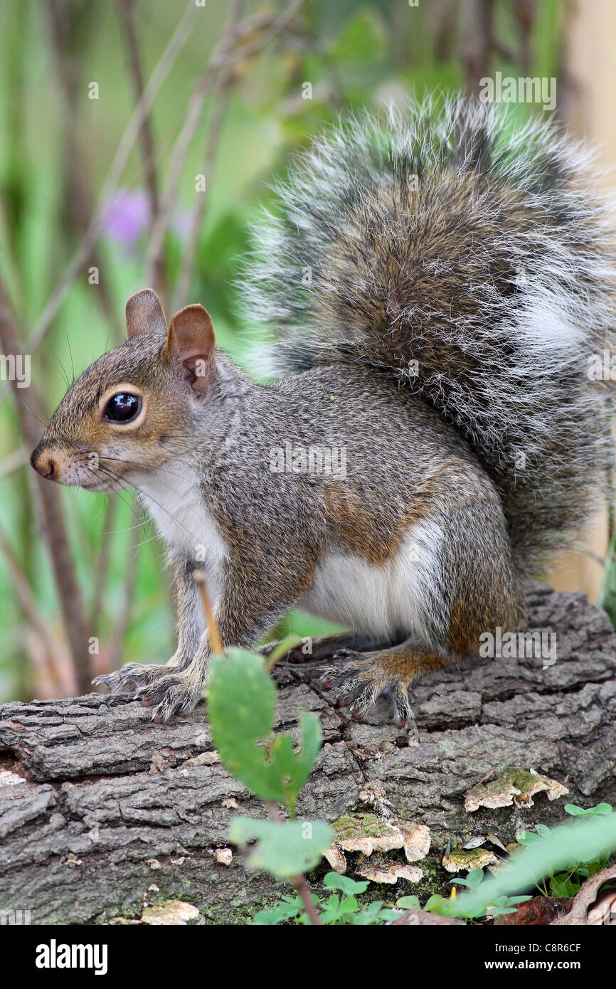 Eastern Gray Squirrel Stock Photo - Alamy