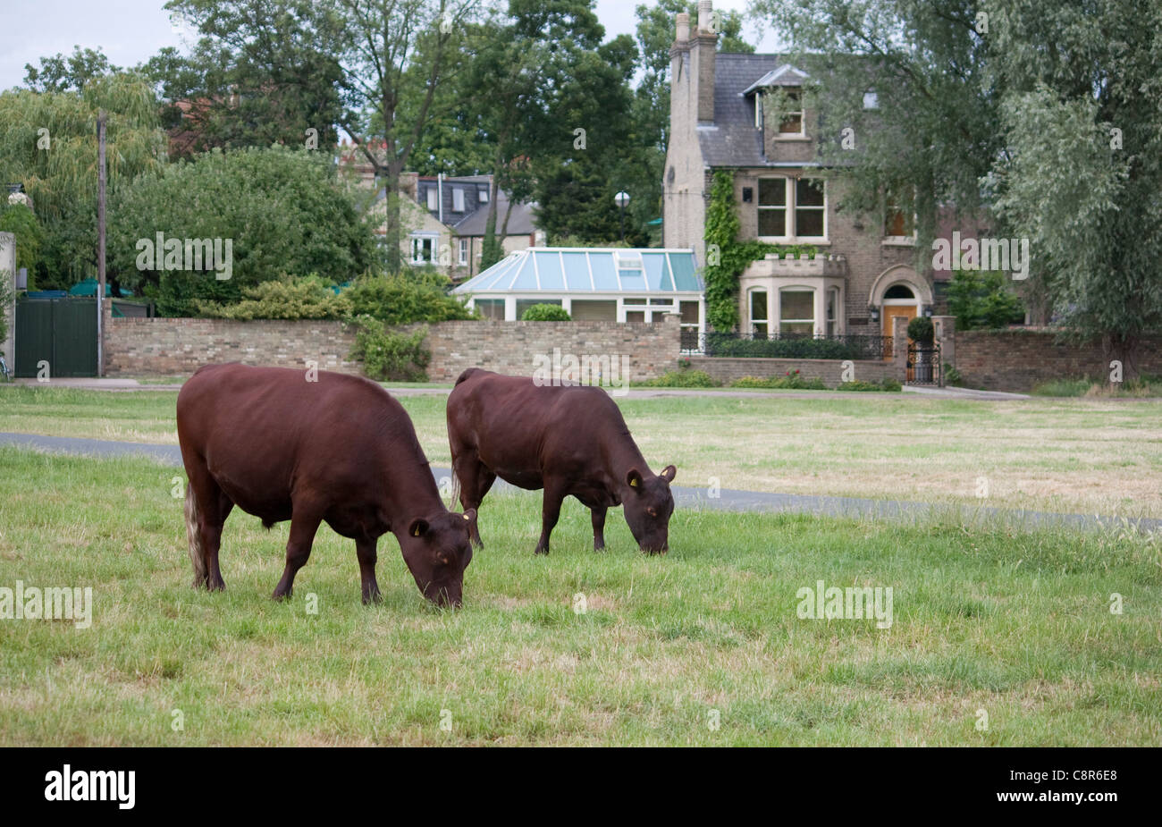 Red poll cows graze freely on Midsummer Common in Cambridge, in front ...
