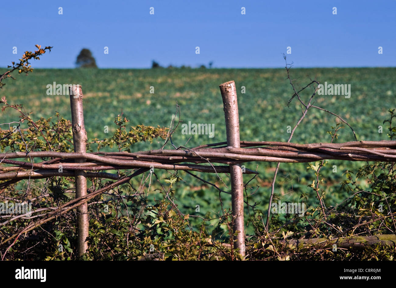 Detail of hedge laying in English countryside Stock Photo - Alamy