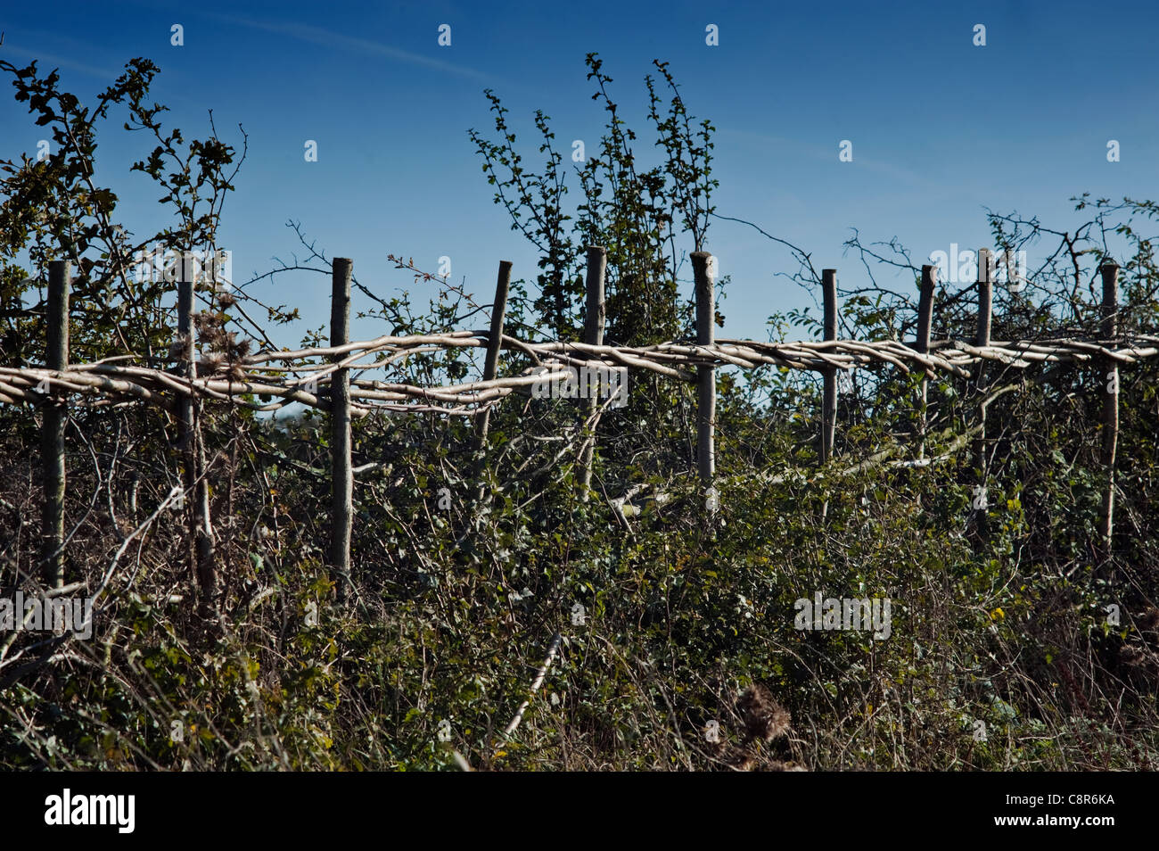 Detail of hedge laying in English countryside Stock Photo - Alamy