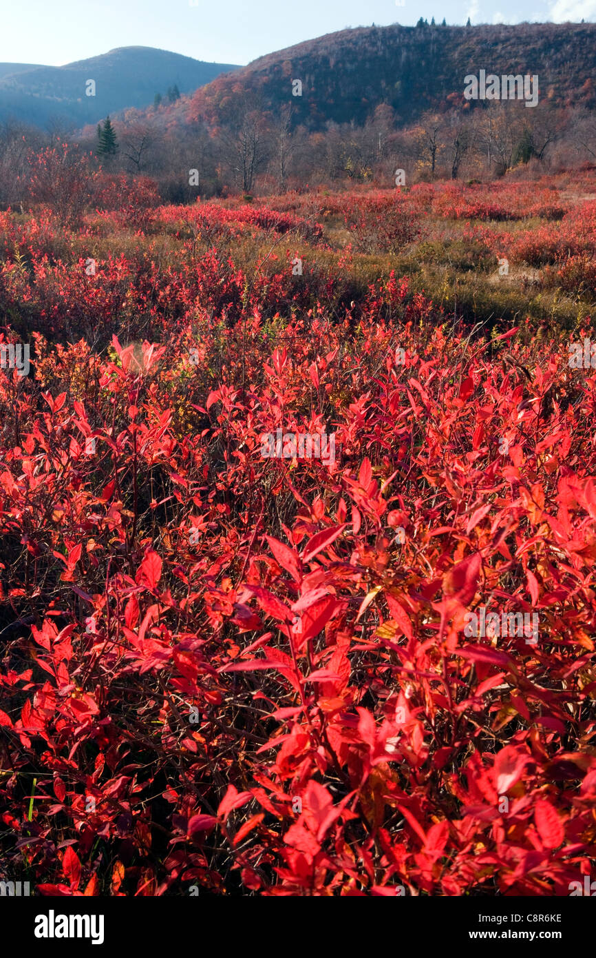 Graveyard Fields - Blue Ridge Parkway - near Asheville, North Carolina ...
