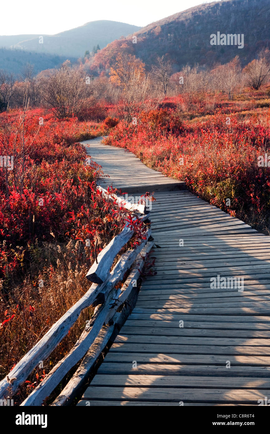 Boardwalk through Graveyard Fields - Blue Ridge Parkway - near ...