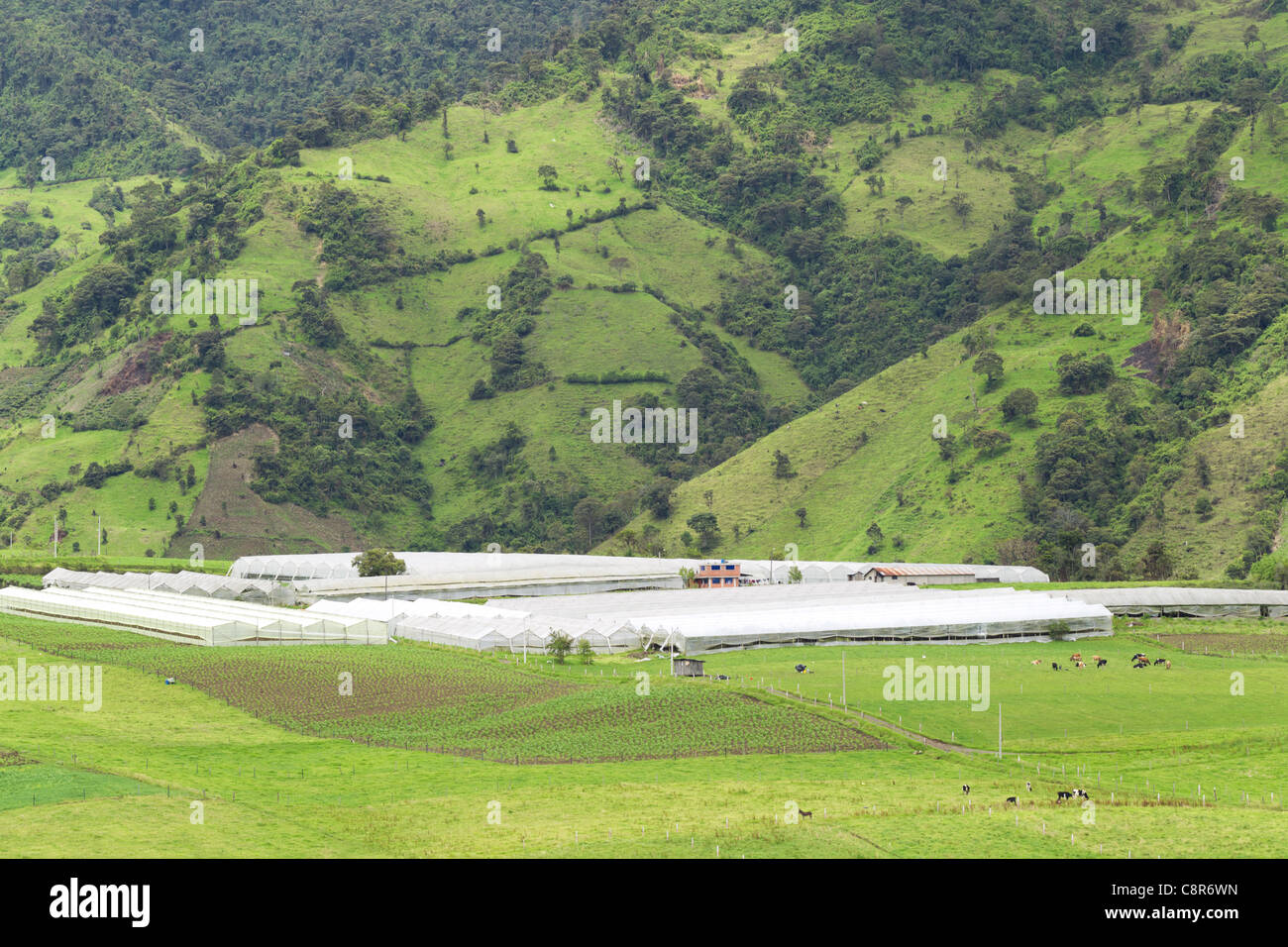 High Altitude Farming In Andes Highlands Of Ecuador About 3500M Stock ...