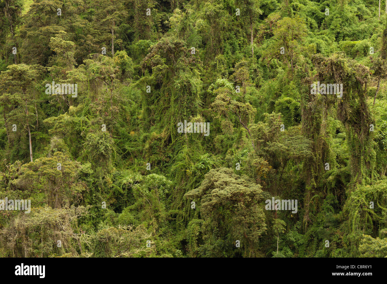 Dense Vegetation In A Tropical Rainforest High Point Of View Stock ...