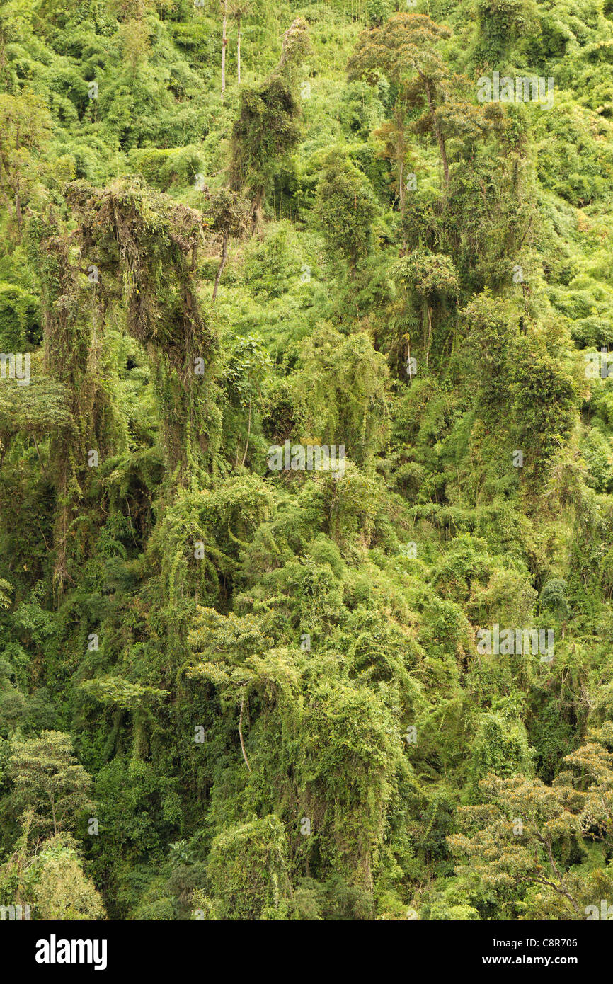 Climber plant in the tropical rainforest hi-res stock photography and ...