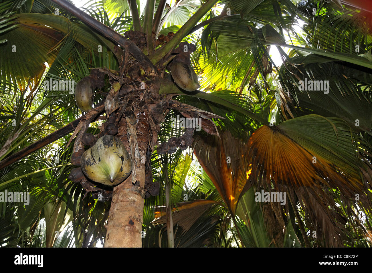 Coco de mer hi-res stock photography and images - Alamy
