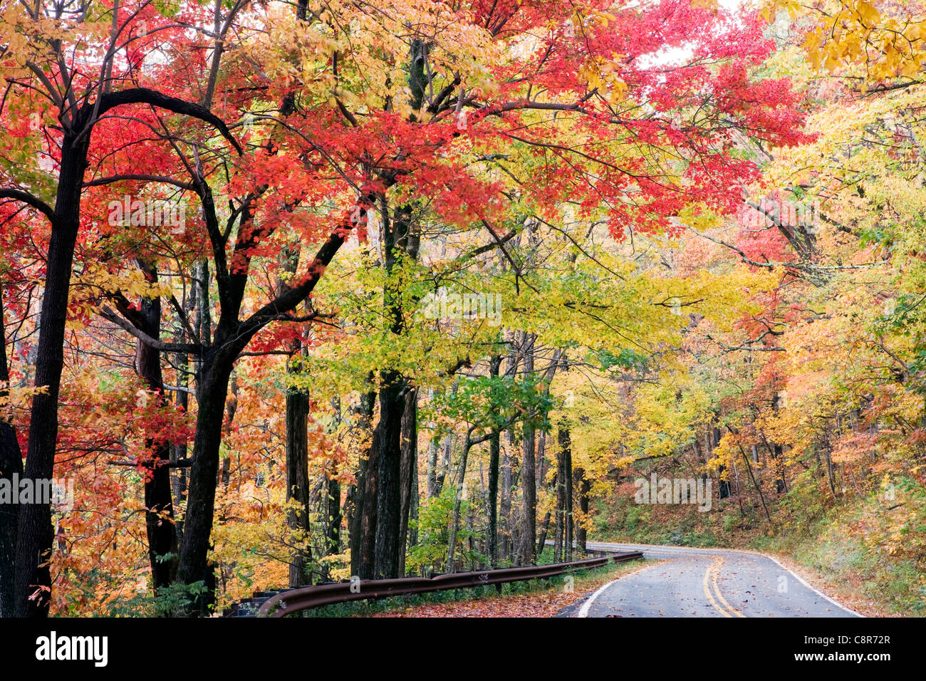 Fall Colors on Road through Pisgah National Forest - near Brevard ...