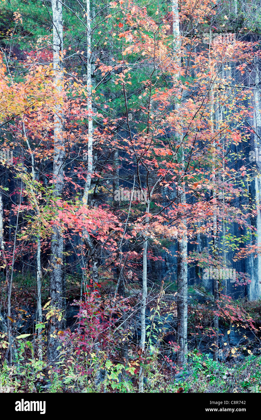 Fall Colors in the Forest - Pisgah National Forest - near Brevard ...