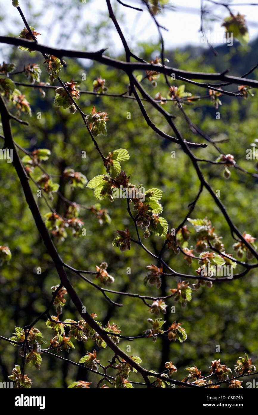 Beech Leaves opening out in spring Alderley Edge Cheshire England Stock ...