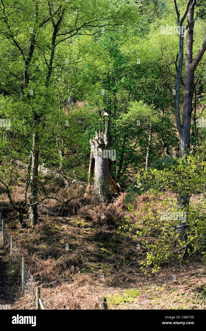 The stump of a dead Scots Pine Alderley Edge Cheshire England Stock ...