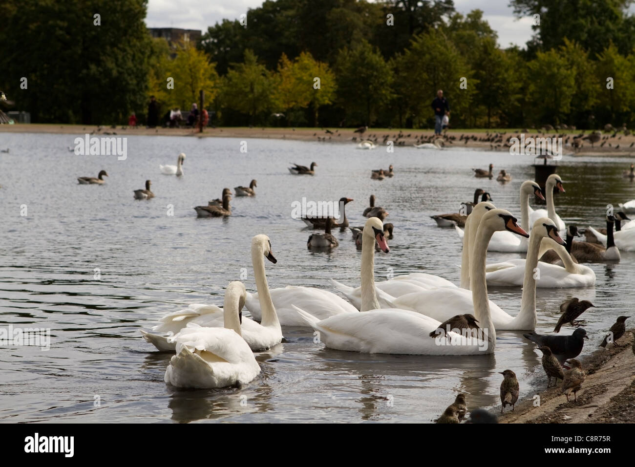 English waterfowl hi-res stock photography and images - Alamy