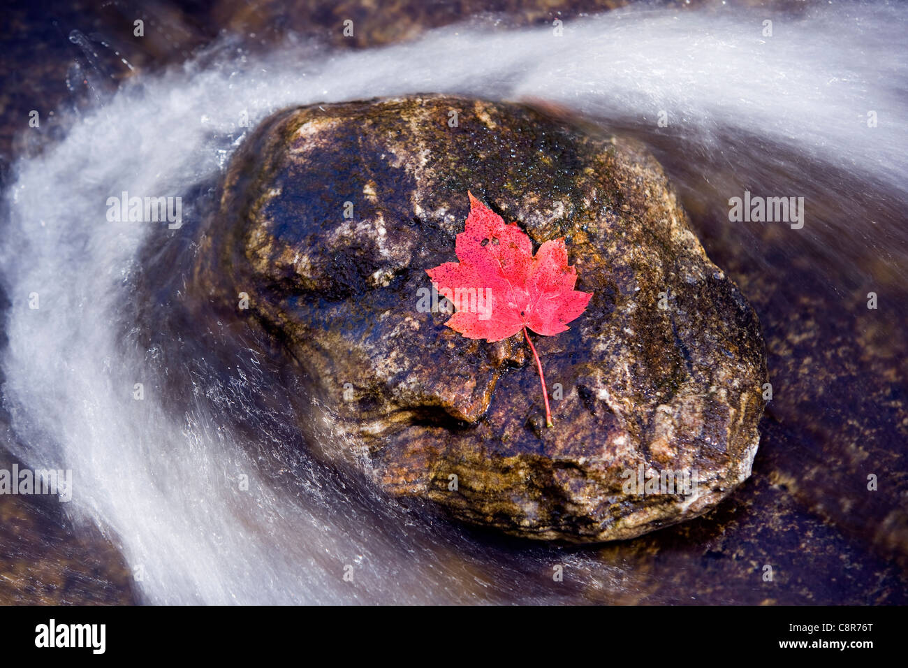 Red maple leaf on rock - Cove Creek Trail, Pisgah National Forest, near ...