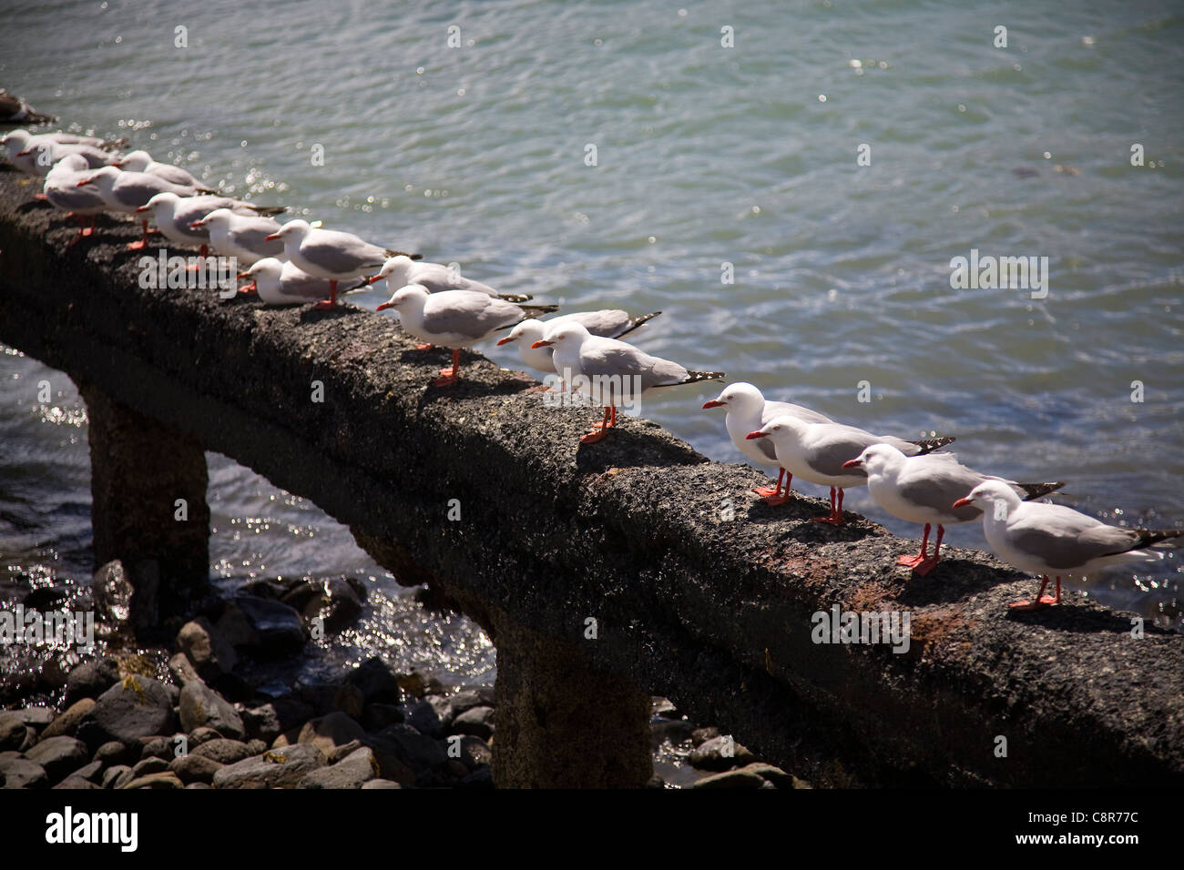 Row of birds hi-res stock photography and images - Alamy