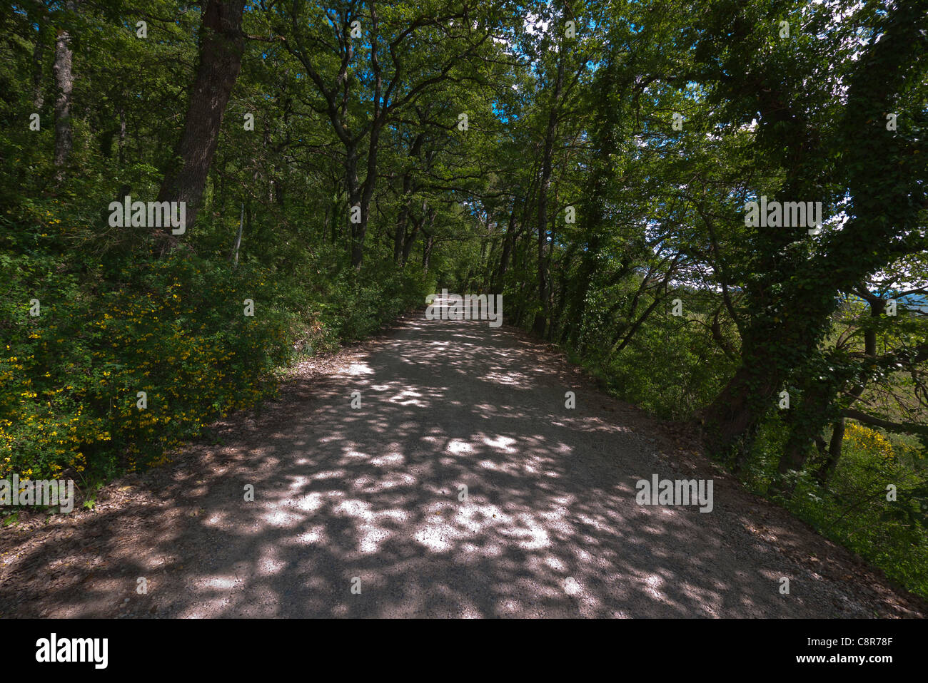 A tree shaded road on the famous Origo La Foce estate creates a one ...